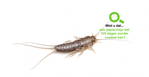 Papiervisjes | Ongediertebestrijding Steenhuis